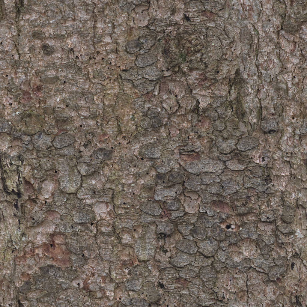 Bark 06 | Free PBR texture from cgbookcase.com
