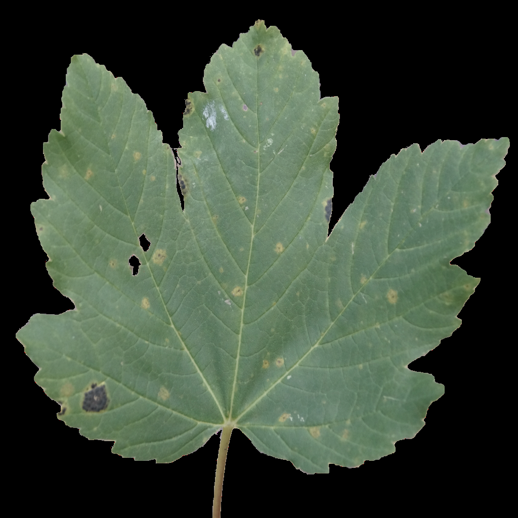 Maple Leaf 01 | Free PBR texture from cgbookcase.com