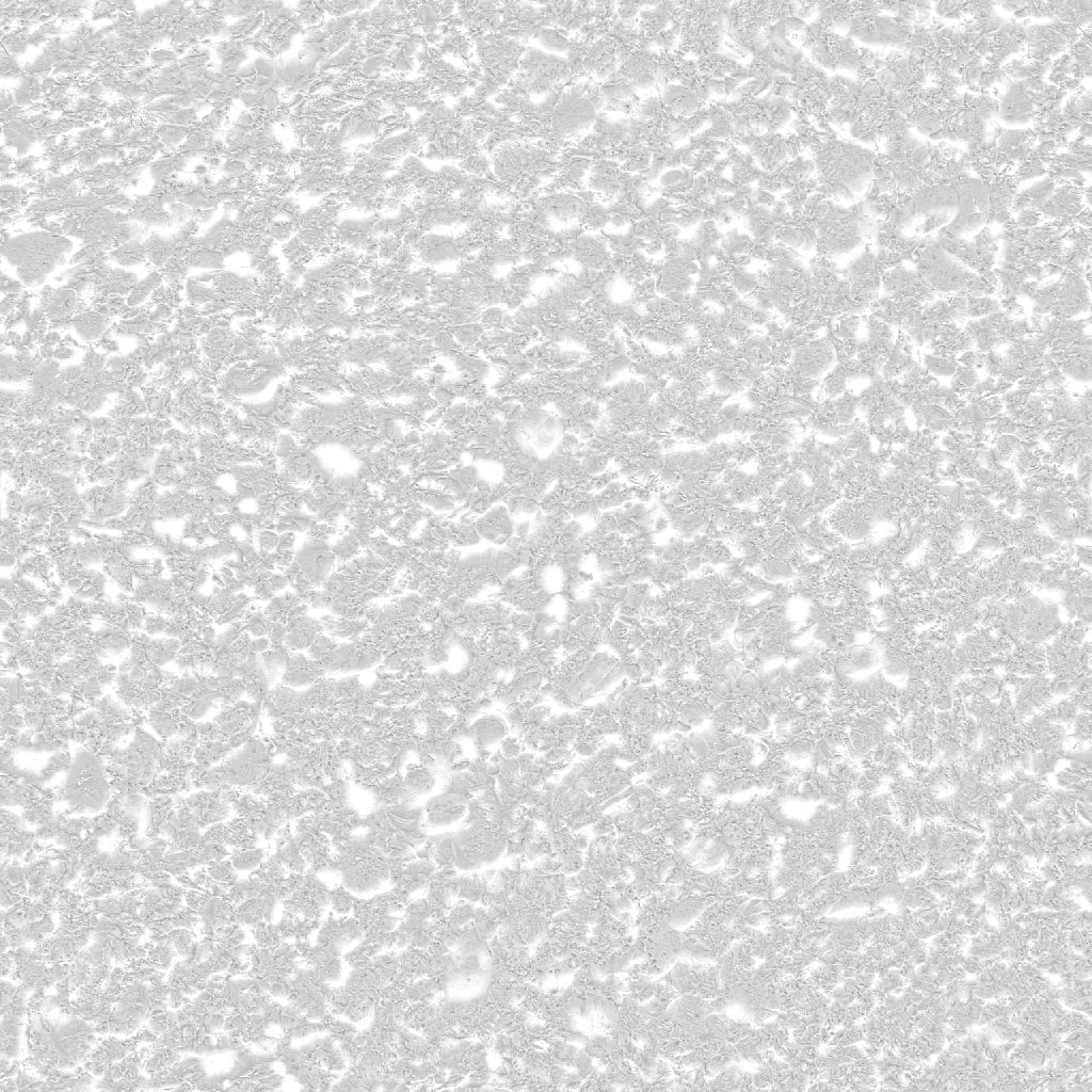 Rock 11 | Free PBR texture from cgbookcase.com