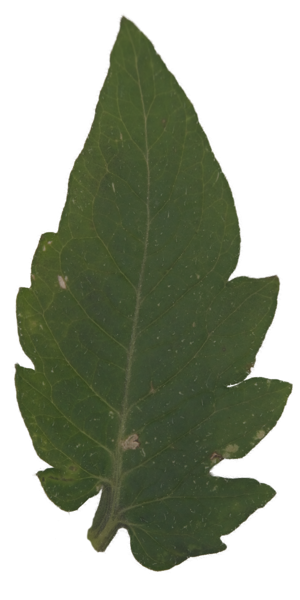 Tomato Leaf 02 | Free PBR texture from cgbookcase.com