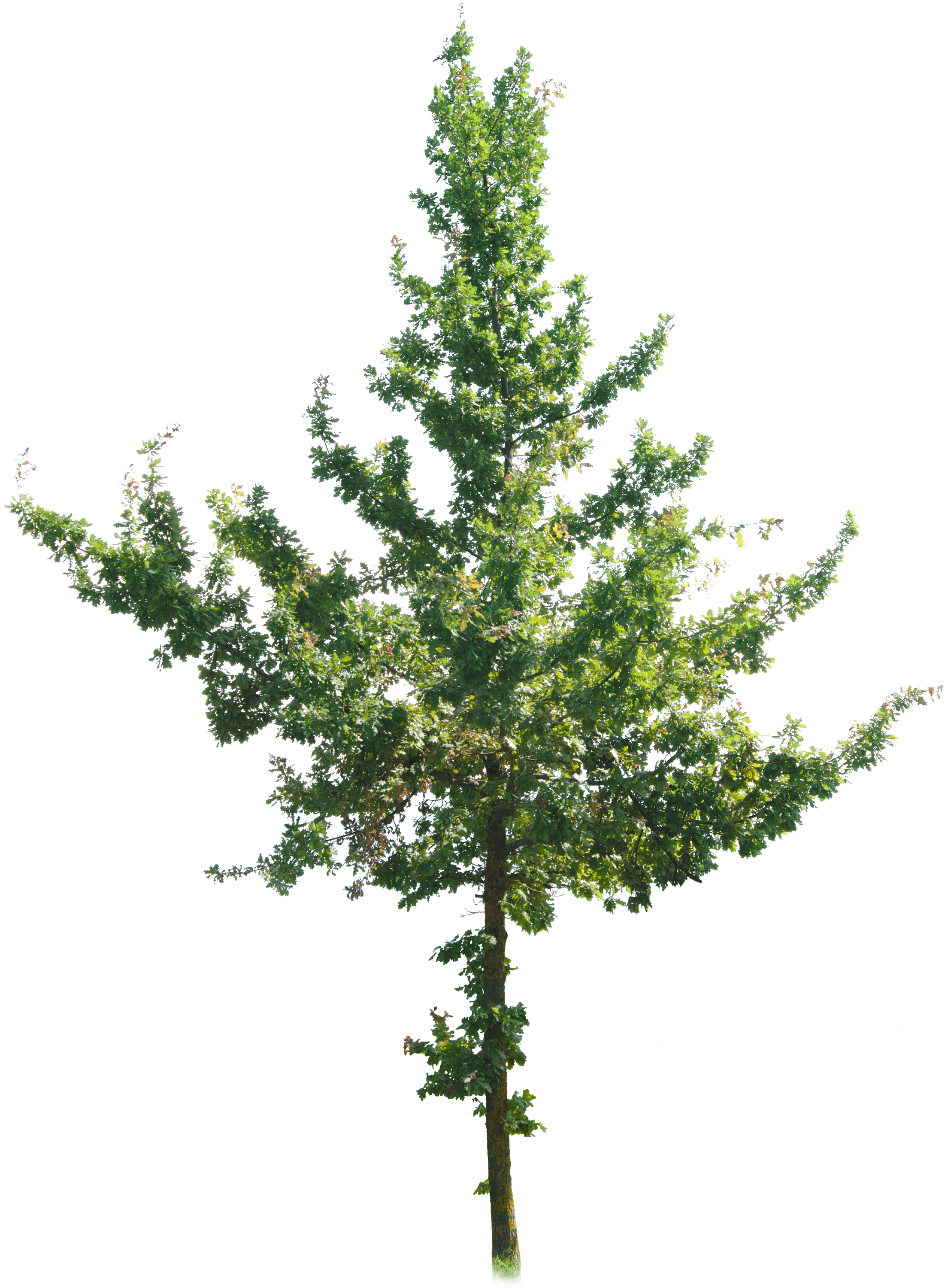 Tree Texture Png Images