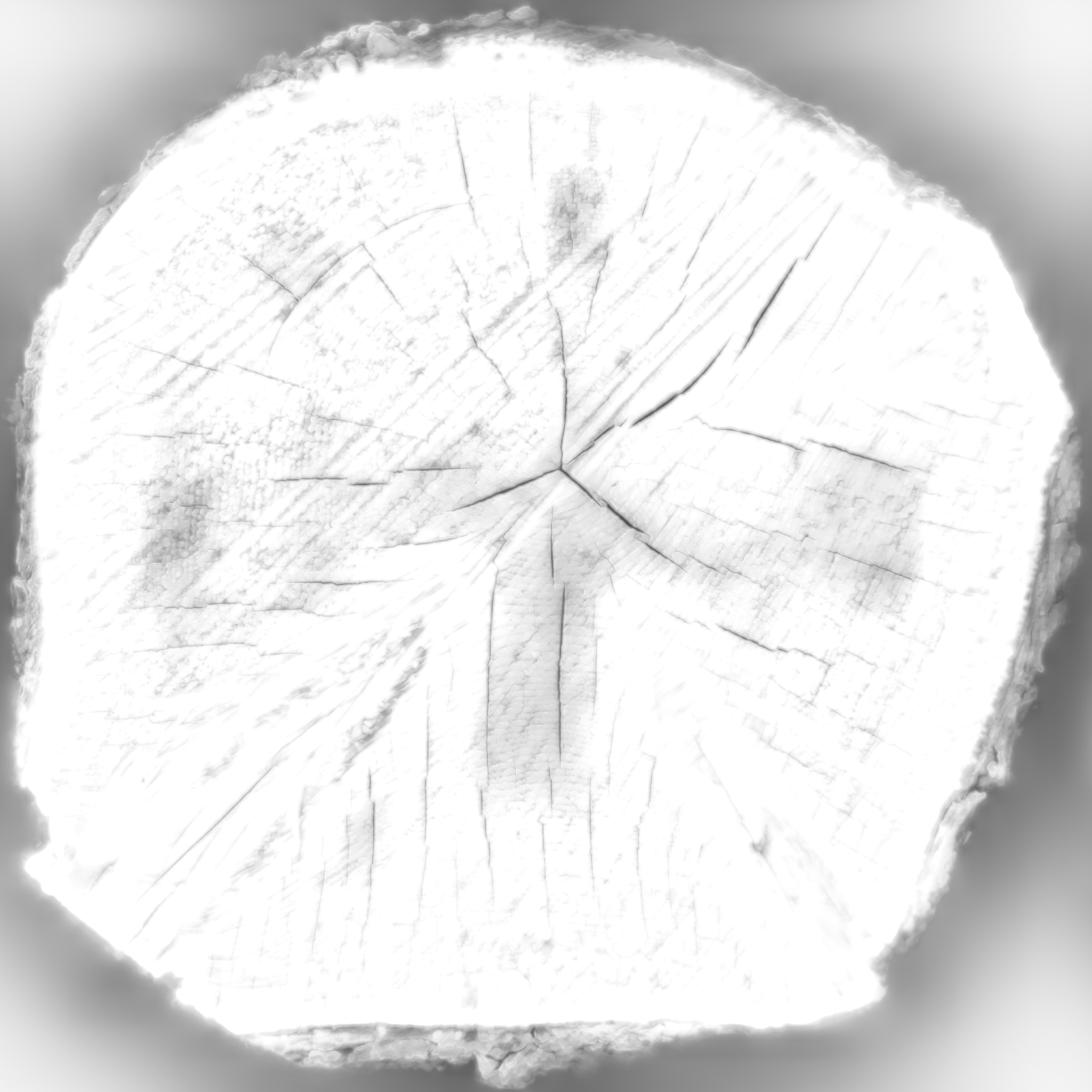 Tree Stump 03 | Free PBR texture from cgbookcase.com