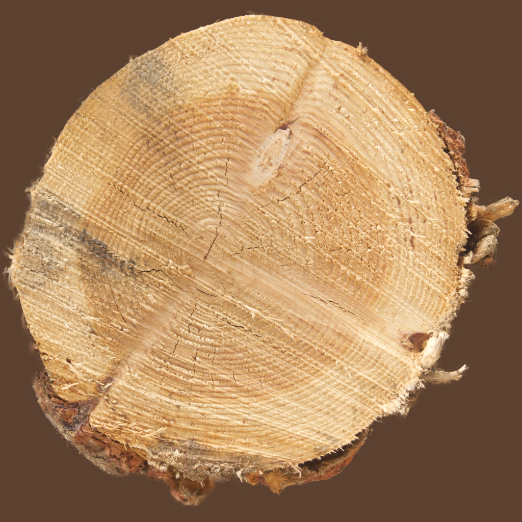 Tree Stump 07 | Free PBR texture from cgbookcase.com