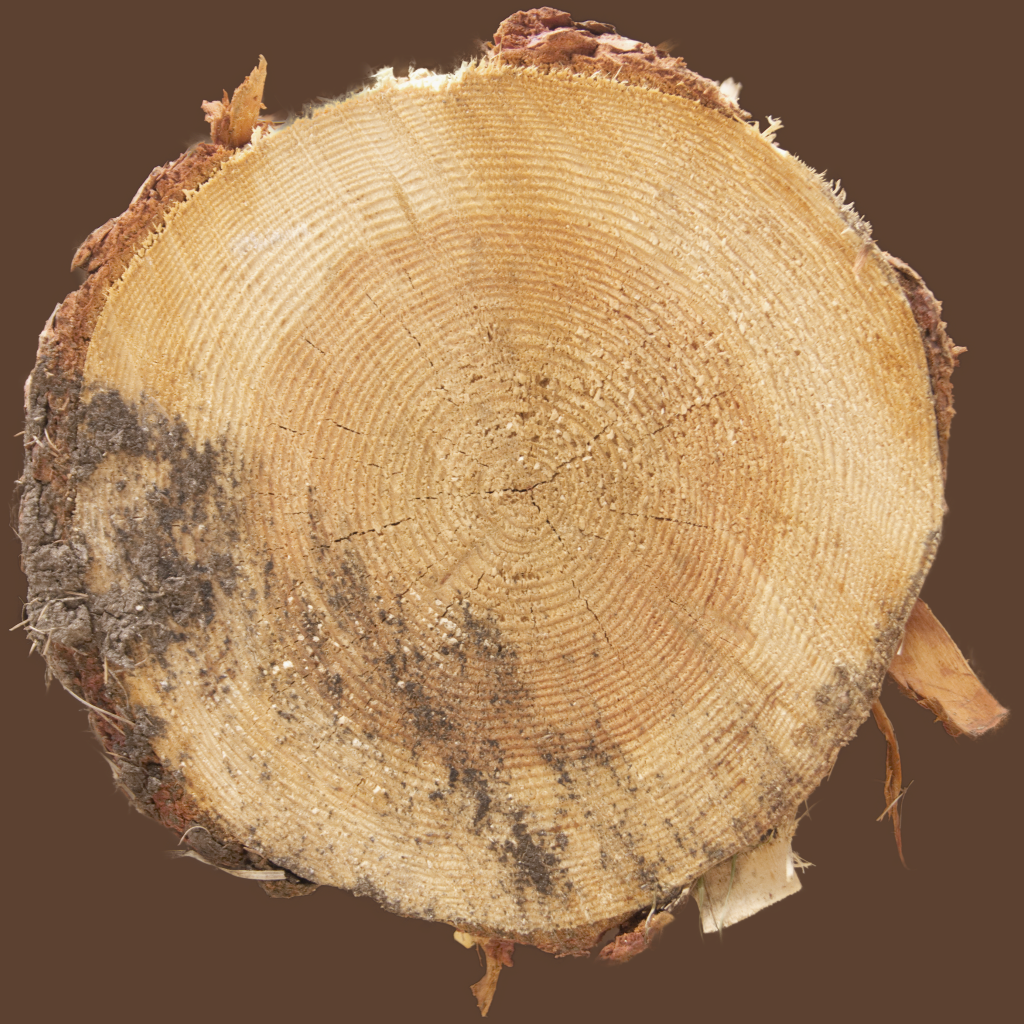 Tree Stump 08 | Free PBR texture from cgbookcase.com