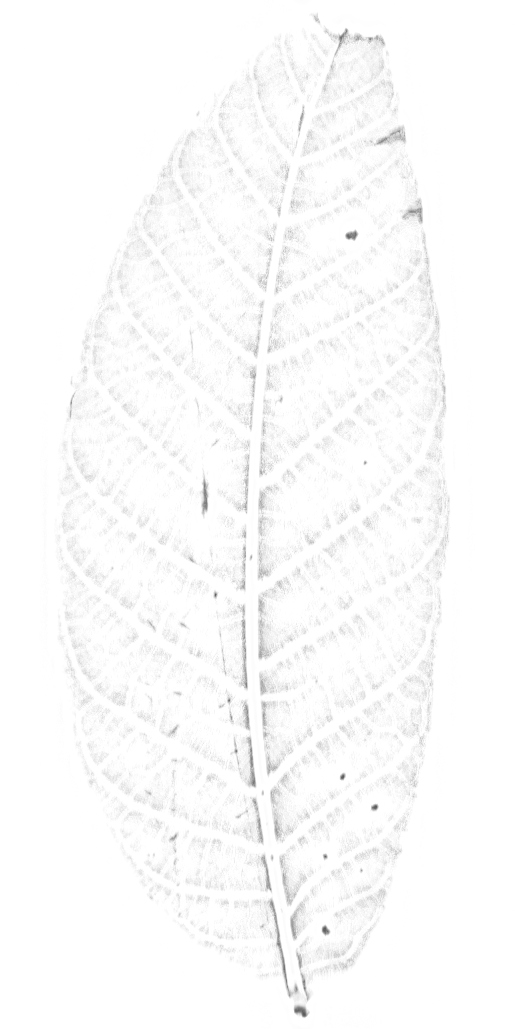 Walnut Leaf 02 | Free PBR texture from cgbookcase.com