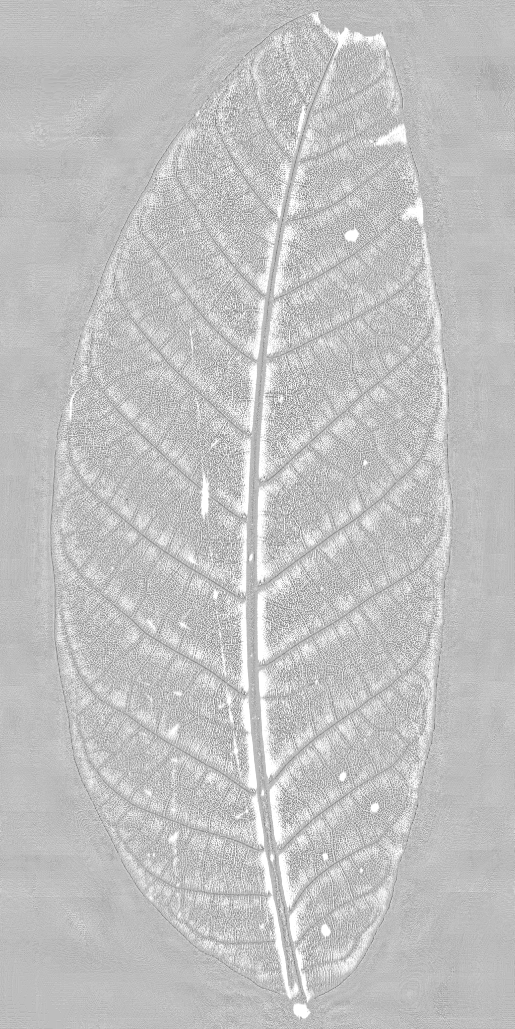 Walnut Leaf 02 | Free PBR texture from cgbookcase.com