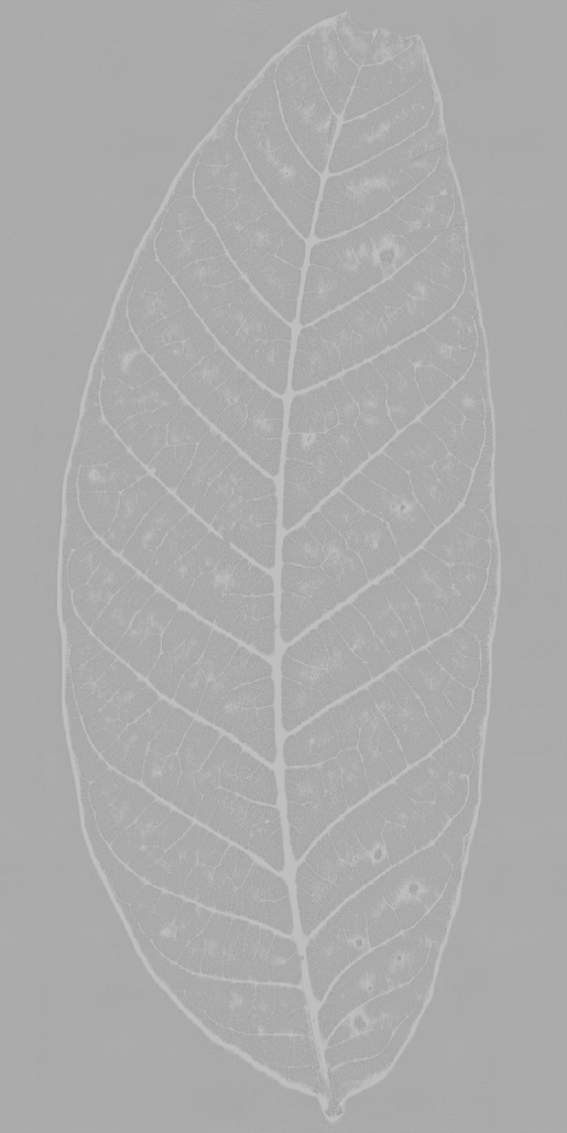Walnut Leaf 02 | Free PBR texture from cgbookcase.com
