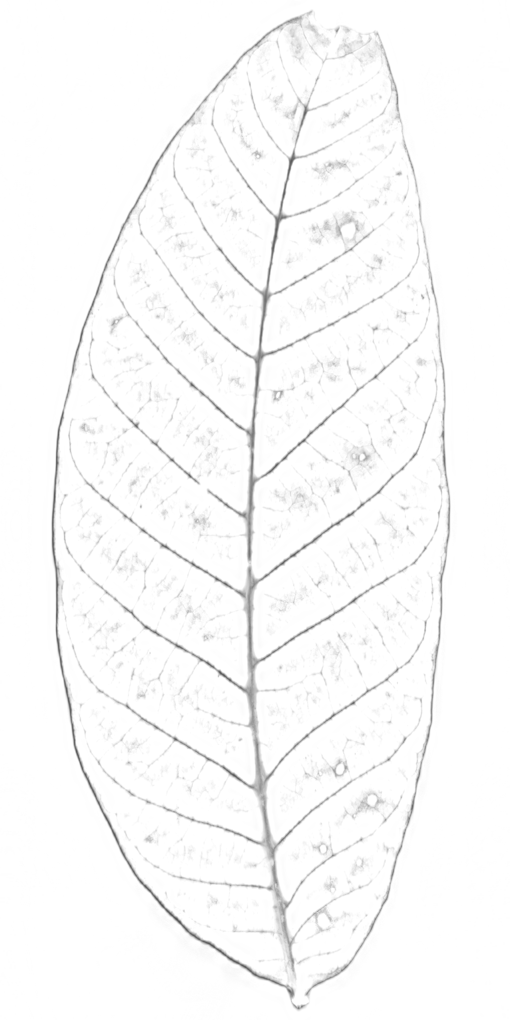 Walnut Leaf 02 | Free PBR texture from cgbookcase.com