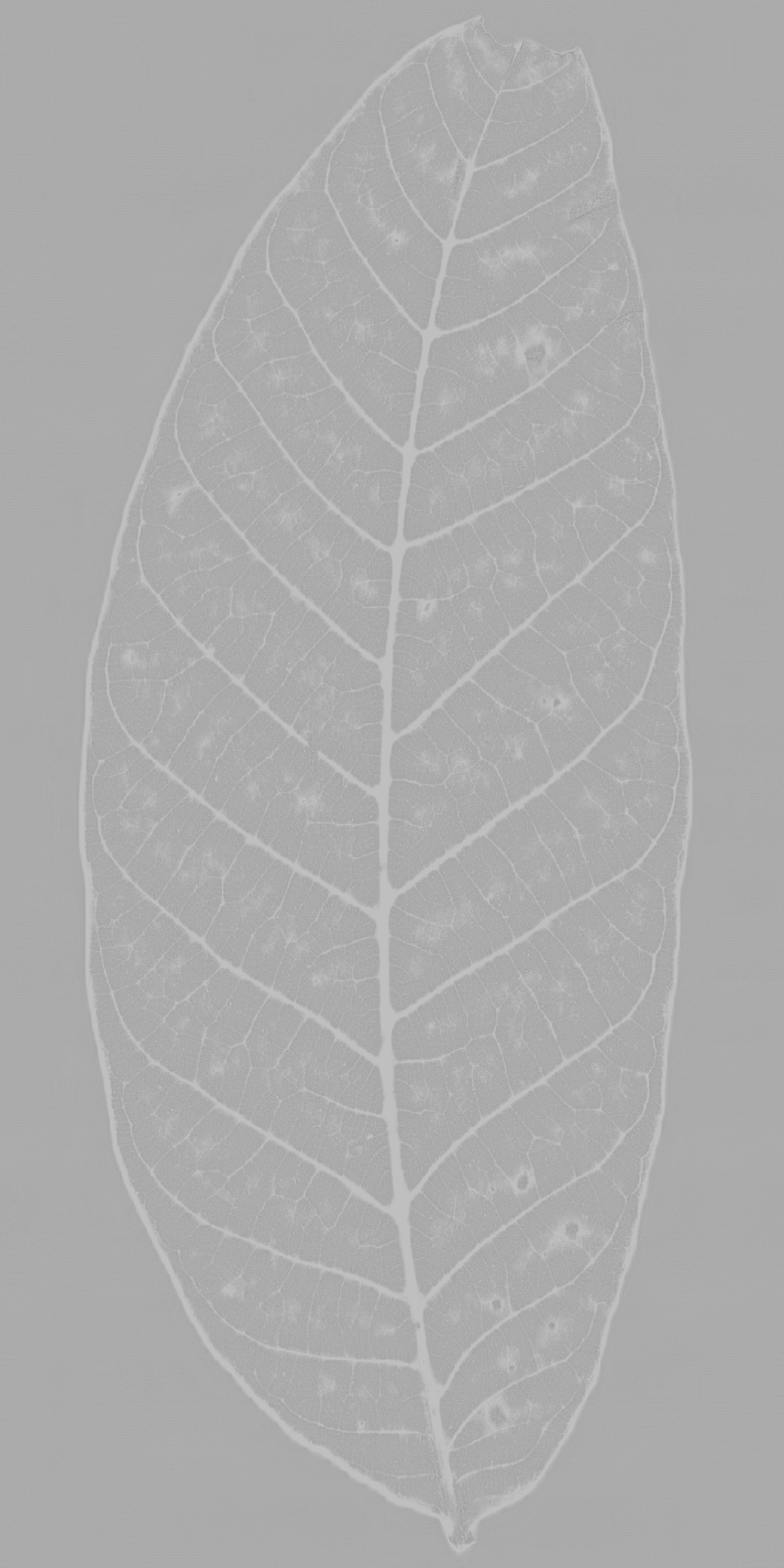 Walnut Leaf 02 | Free PBR texture from cgbookcase.com