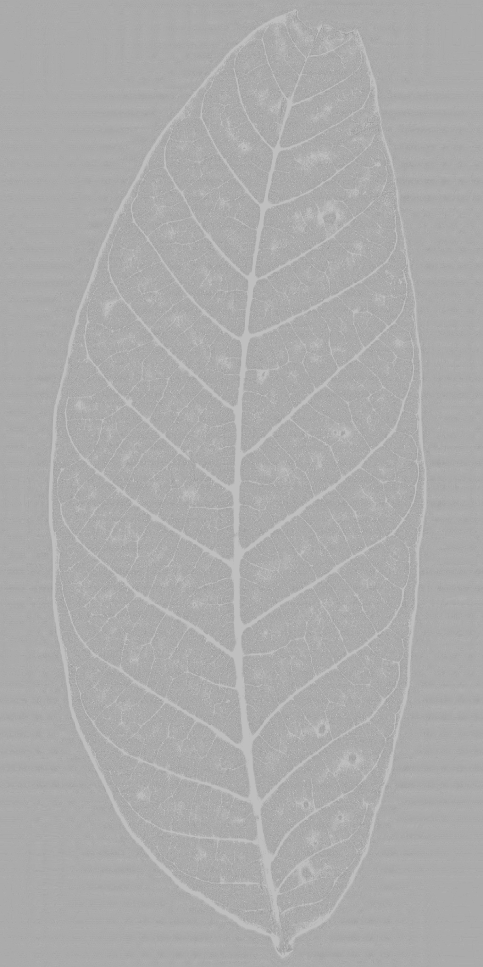 Walnut Leaf 02 | Free PBR texture from cgbookcase.com
