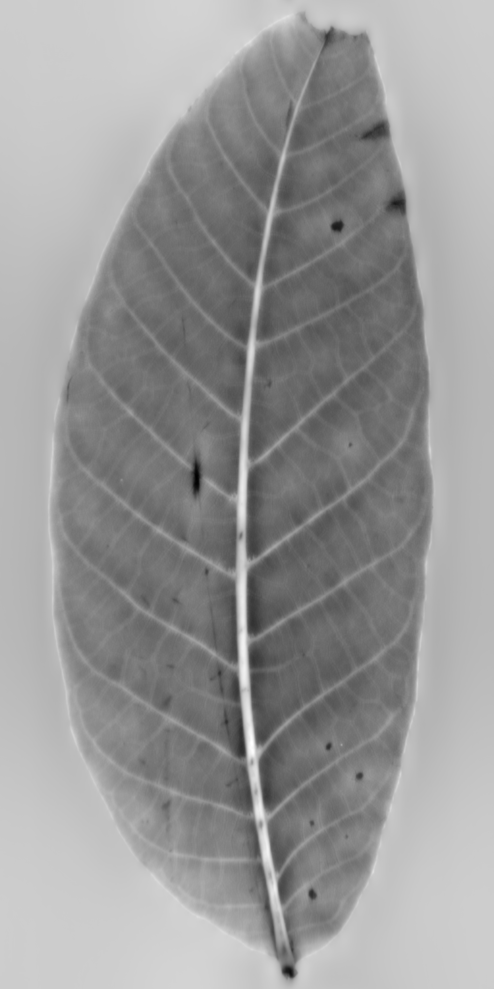 Walnut Leaf 02 | Free PBR texture from cgbookcase.com